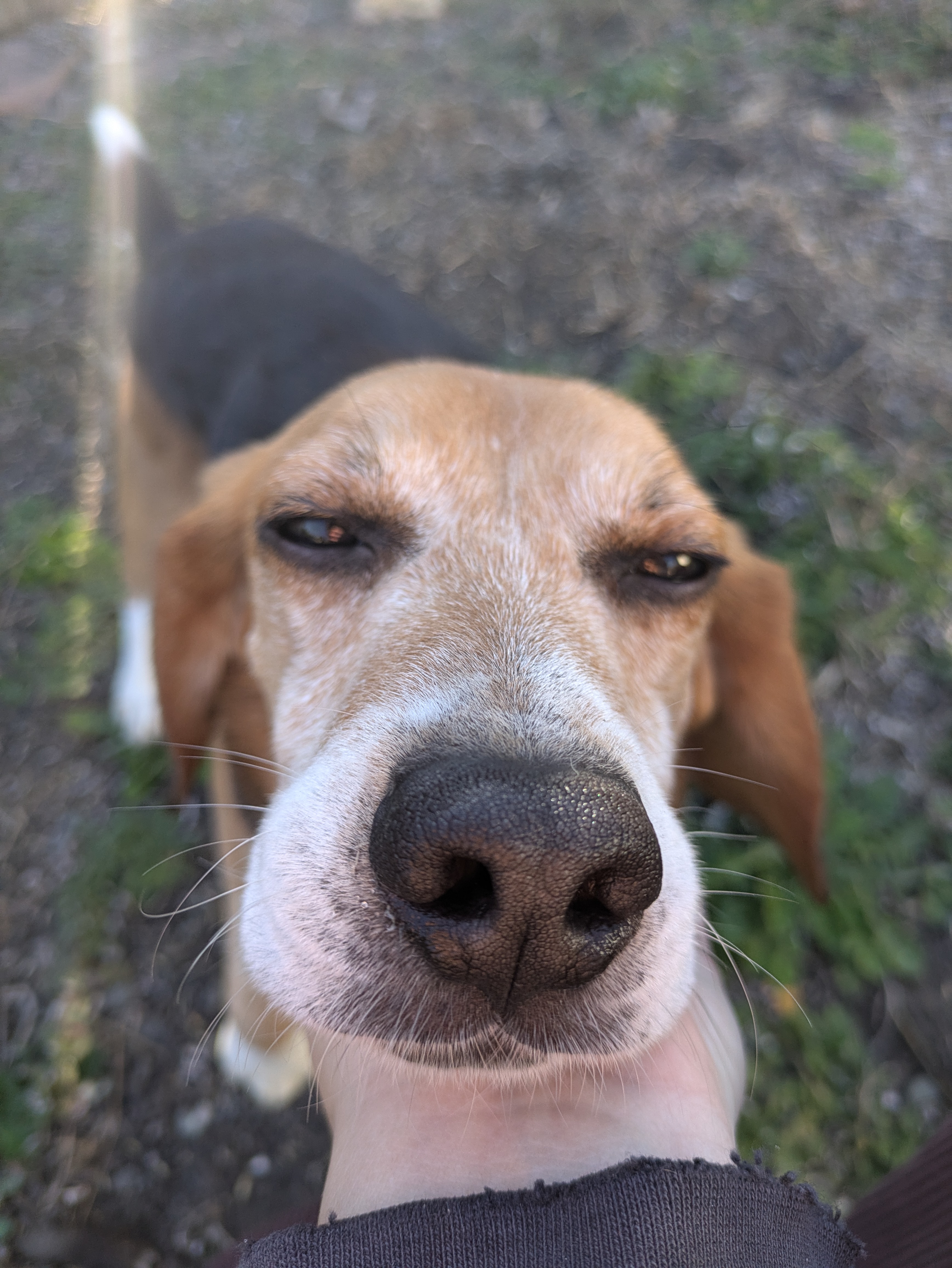 Foster Dogs – Elly's Happy Hounds